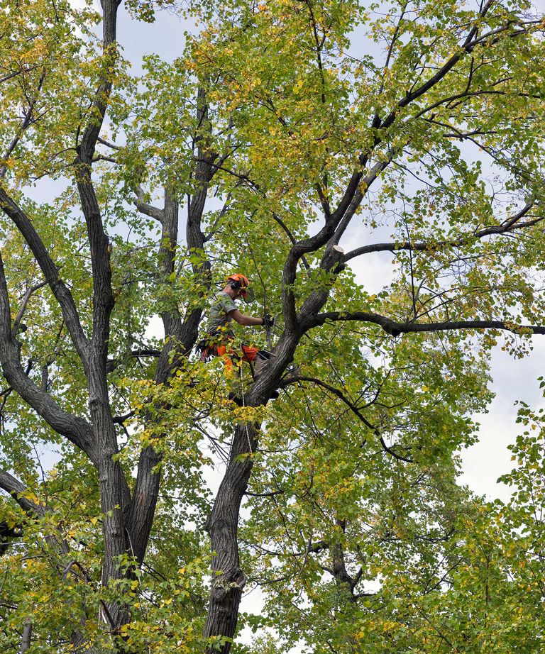 Want to kill a tree without cutting it down? Don't do it – here's why ...