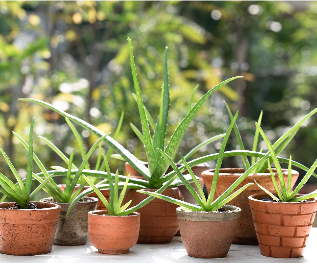 How to propagate aloe vera: 5 simple steps for more plants | Homes and ...