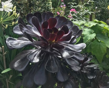The best black plants: introduce dark and dramatic colours to your ...