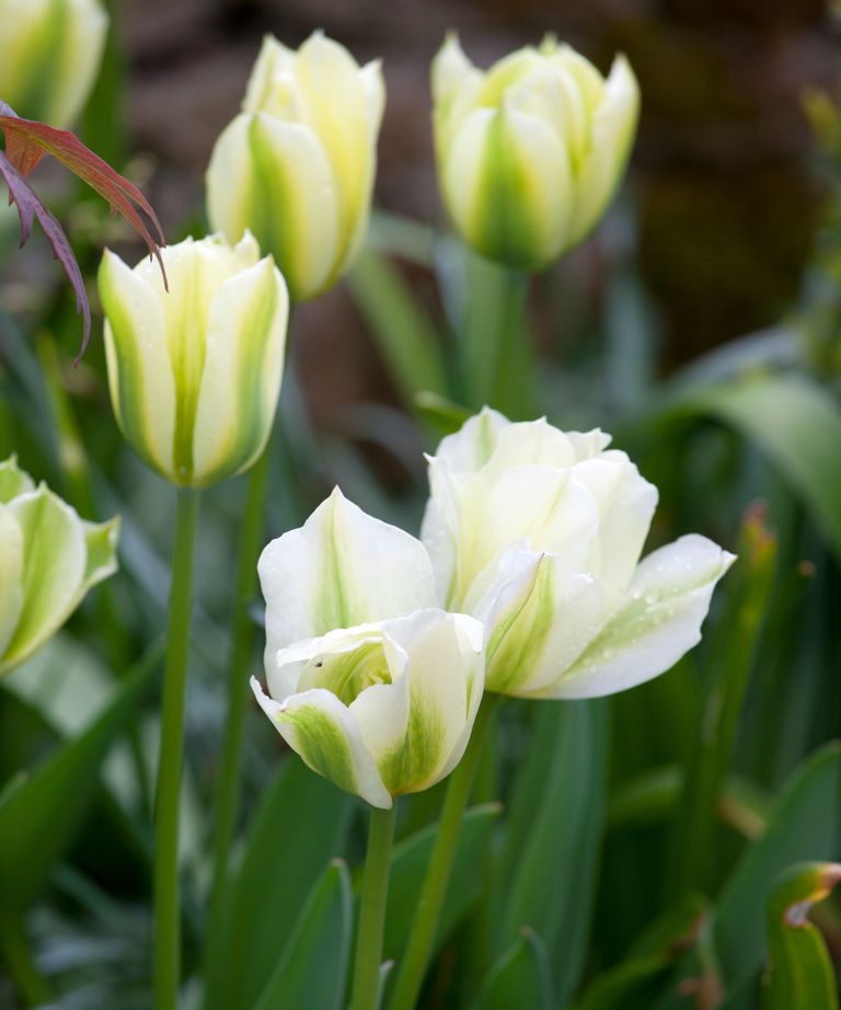 Tour this famed garden designer's English spring garden | Homes and Gardens
