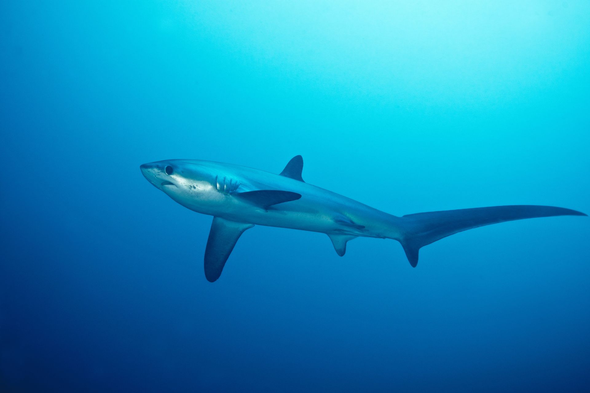A complete guide to the sharks you'll find in the seas of Britain (and ...