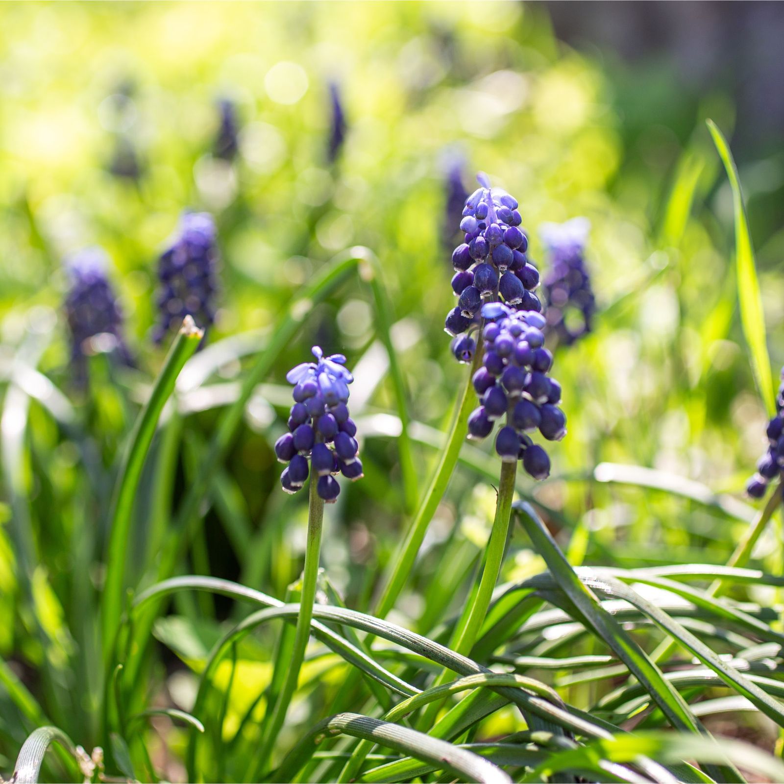 The best spring bulbs for shade to plant now | Ideal Home