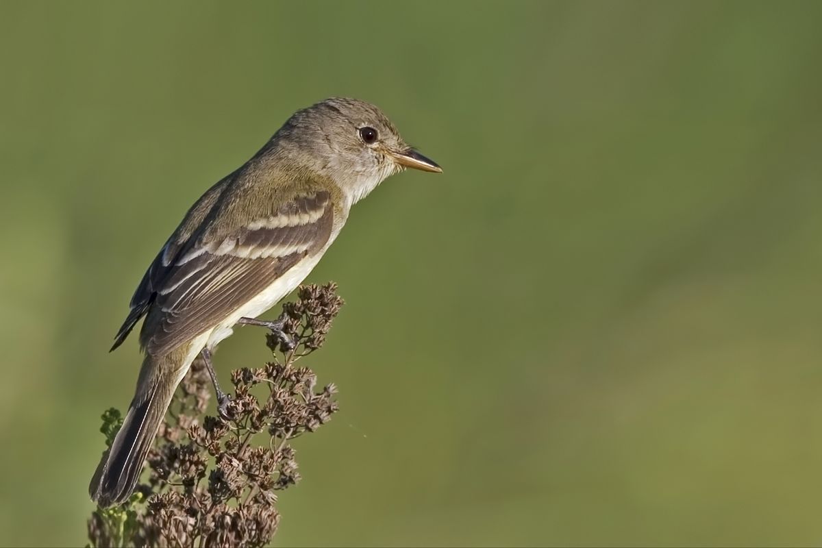 What are invasive species? | Live Science