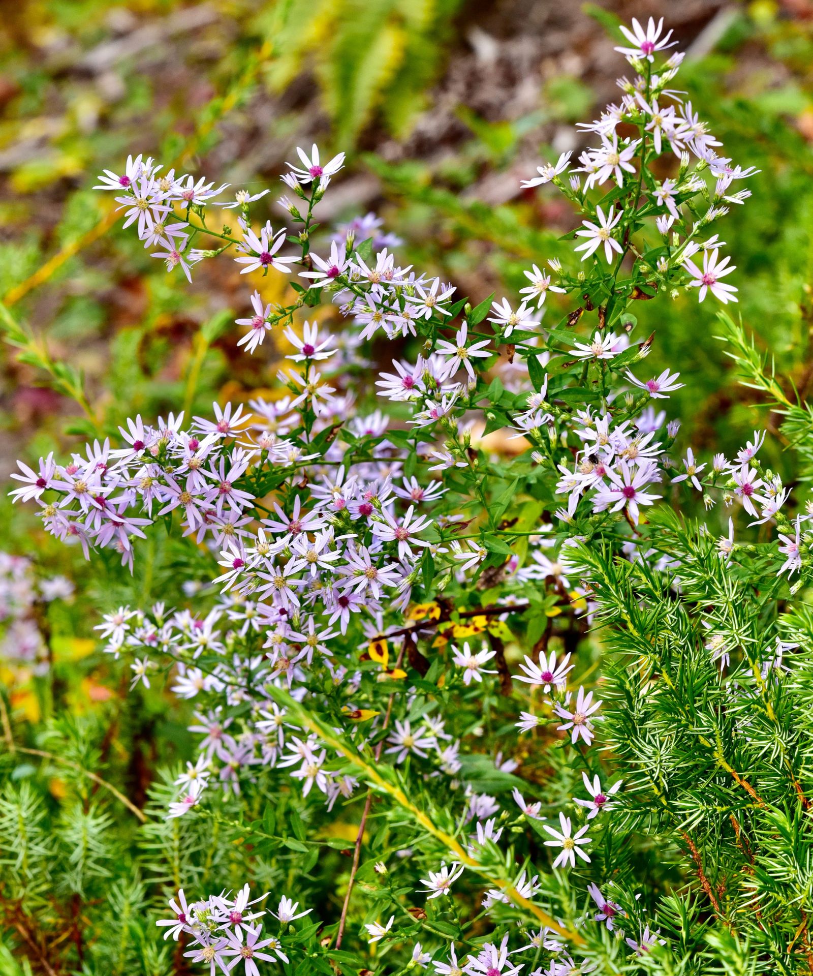 Blue Wood Aster: A Complete Guide | Gardening Know How