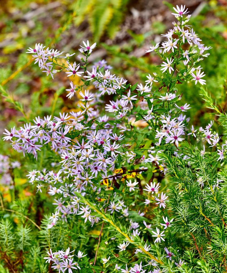 Blue Wood Aster: A Complete Guide | Gardening Know How
