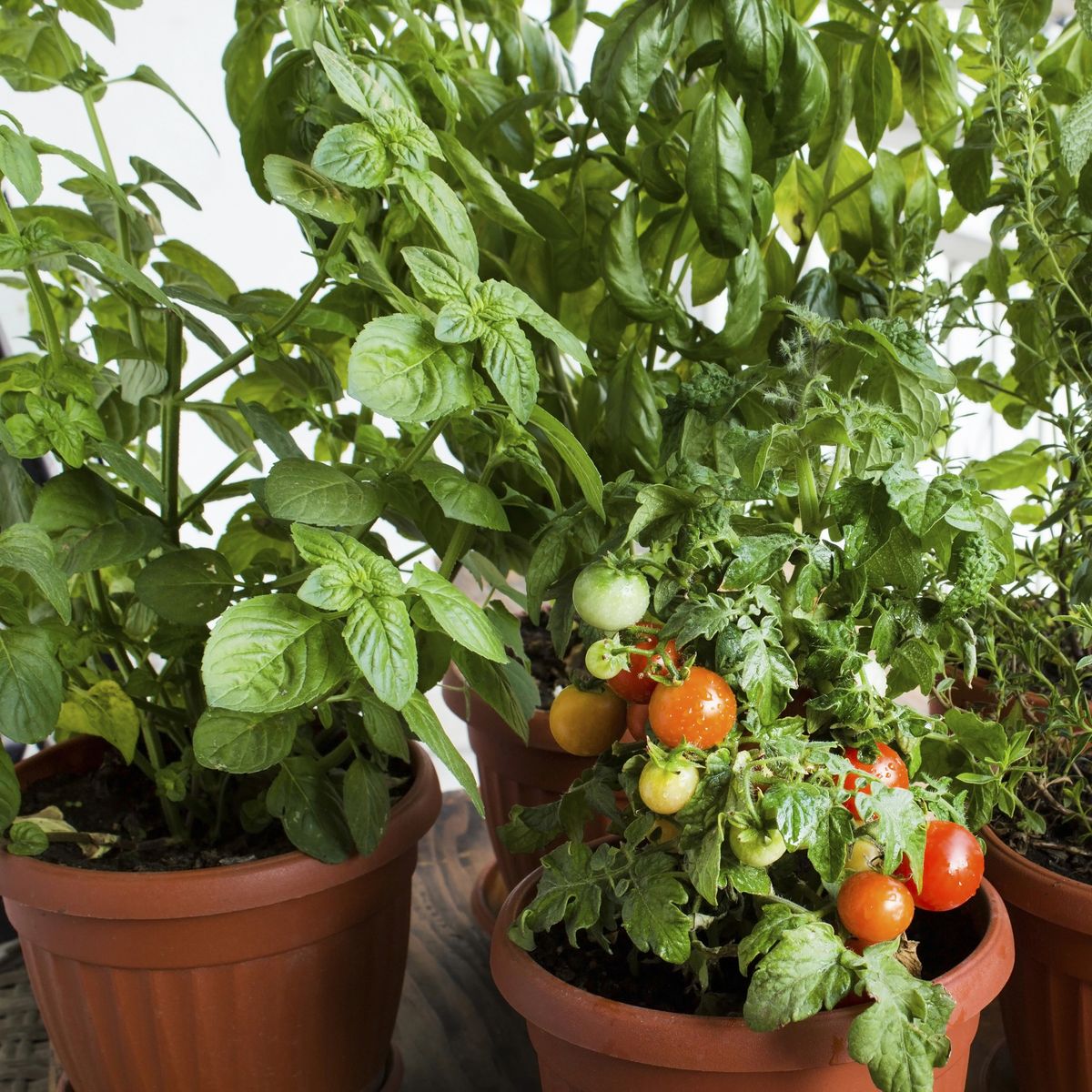 Are tomato plants a perennial that can survive winter? | Ideal Home