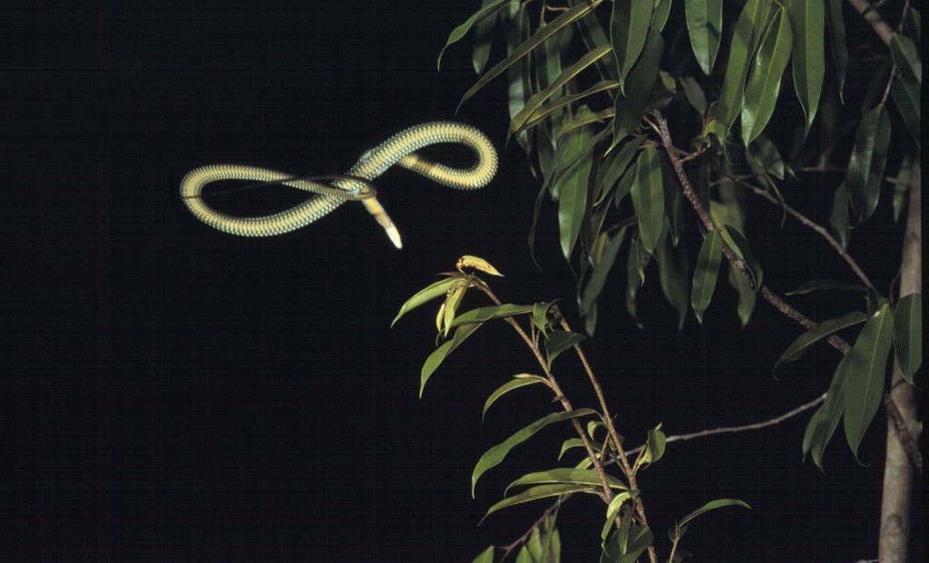 Flying Snake Morphs into UFO Shape to Glide | Live Science