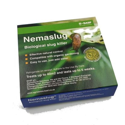 How to use nematodes: the natural pest control explained | Ideal Home