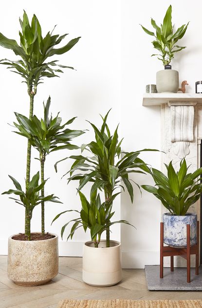 The 10 best houseplants for beginners as chosen by experts | Livingetc