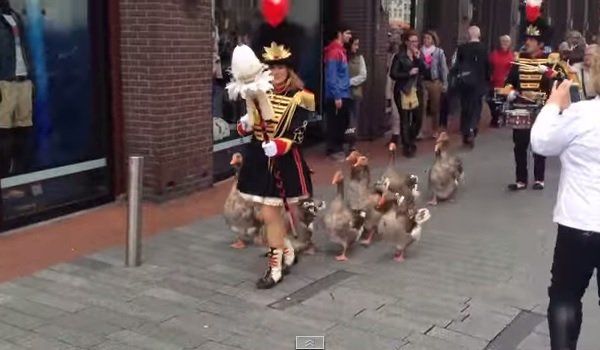Watch These Geese Adorably March Through A Town | Cinemablend