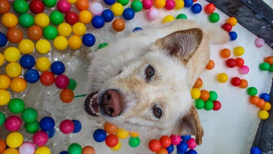 12-acre dog water park Dogworld features huge swimming pool and water ...