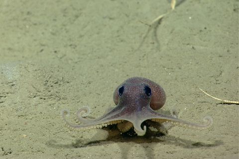 Odd Octopus: What It's Like to Be a Clever 8-Armed Creature | Live Science