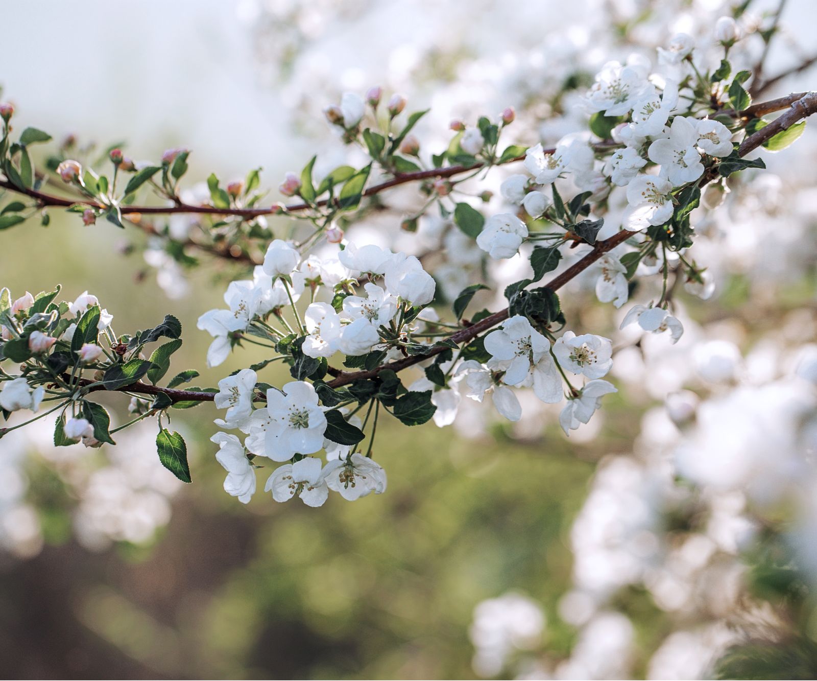 Can apple trees grow in pots? Experts reveal all | Homes and Gardens