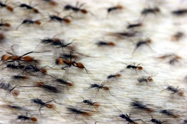 Image Gallery: Ants of the World | Live Science