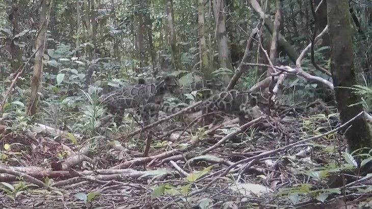 Bornean clouded leopard family filmed in wild for 1st time ever | Live ...