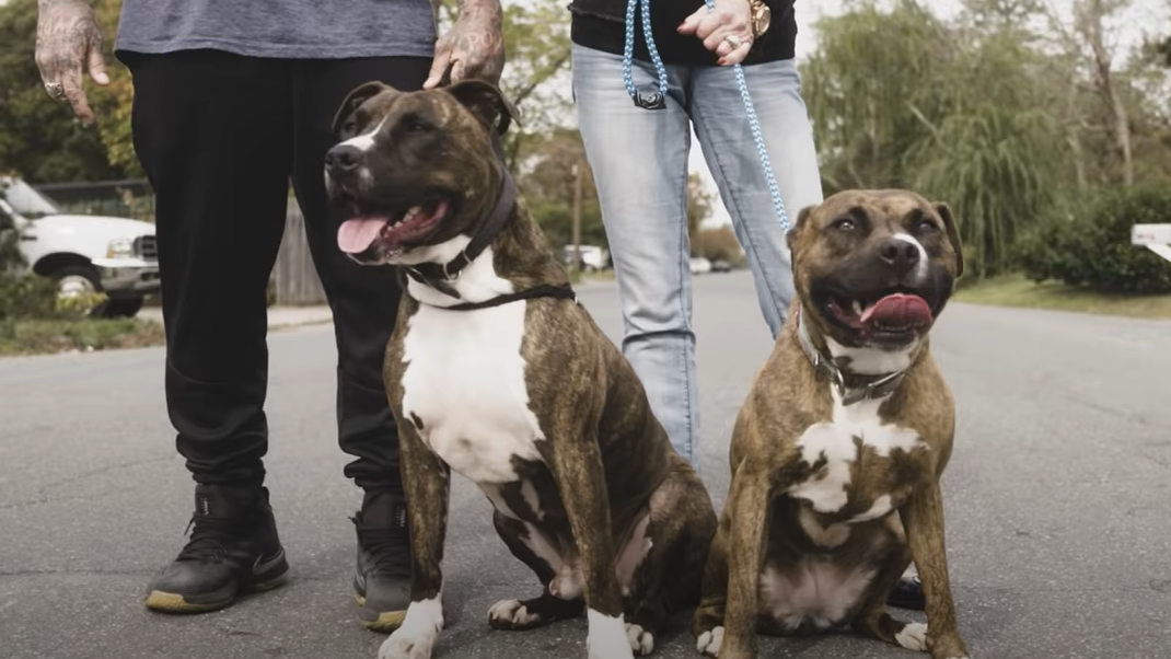 Ex MMA Fighter adopts and rehabilitates neglected Pitbulls | PetsRadar