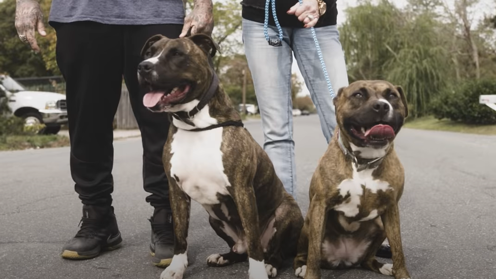 American Bully: Breed profile and information | PetsRadar