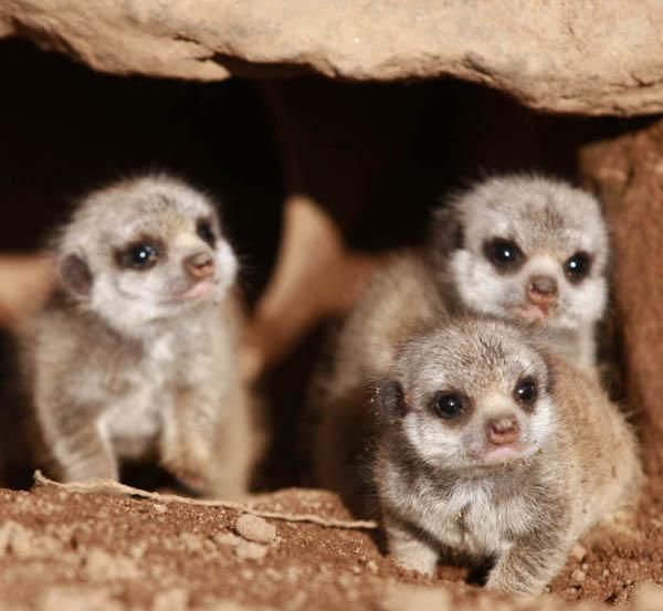 Meerkat Facts | Live Science