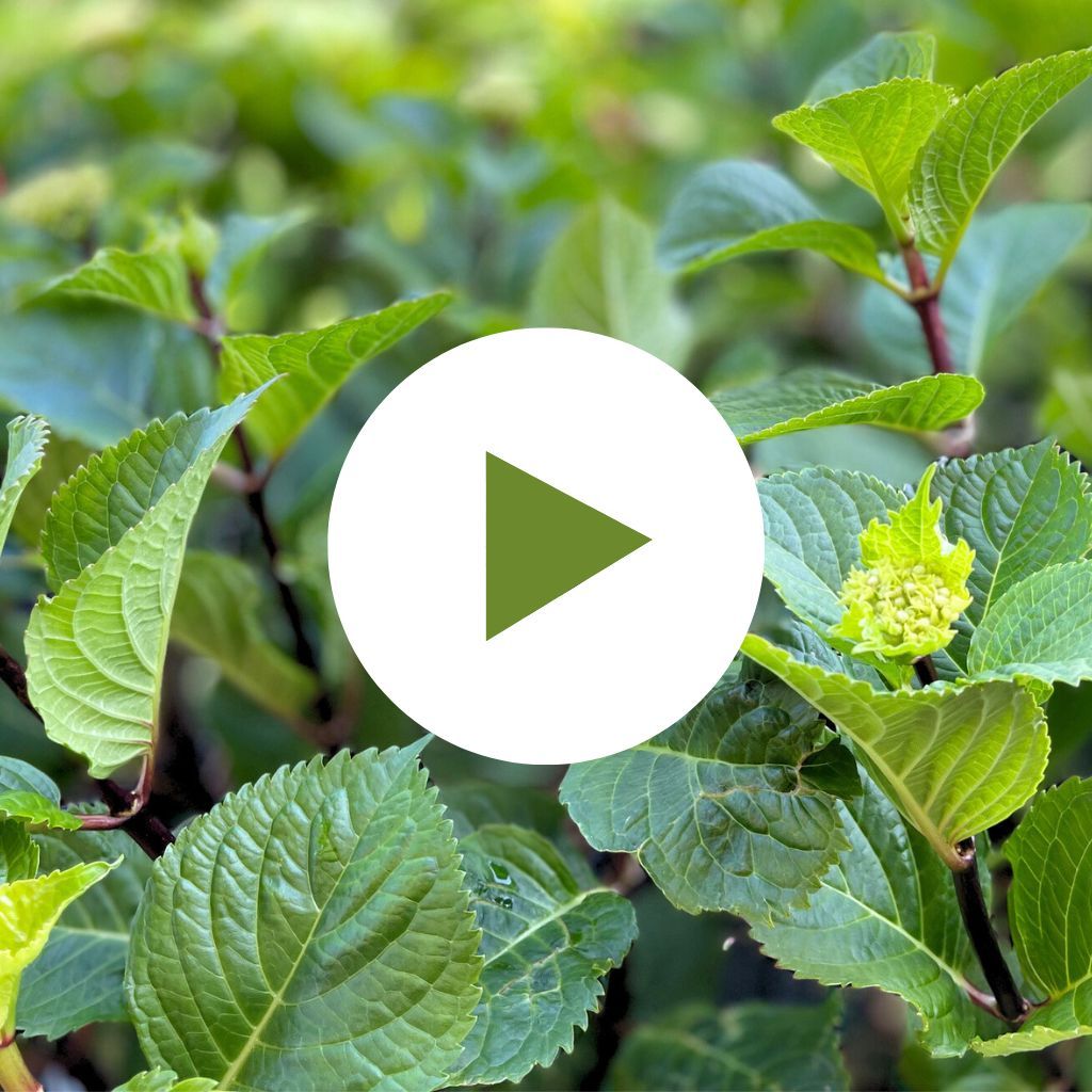 Spring Hydrangea Care Guide | Gardening Know How