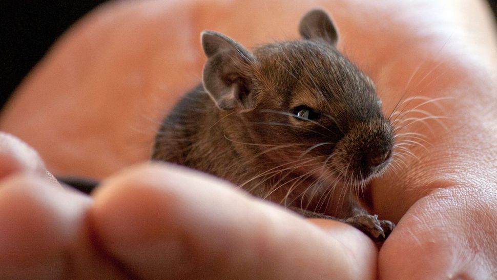 25 small pets for compact homes | PetsRadar
