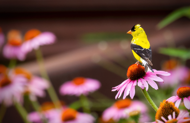 Your Birth Month Bird (and the Meaning Behind All Twelve) | Gardening ...