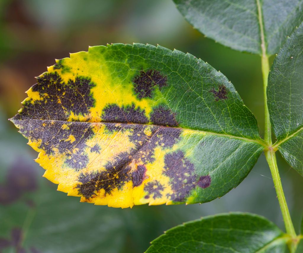 Spot Common Flower Pests And Diseases To Save Plants | Gardening Know How
