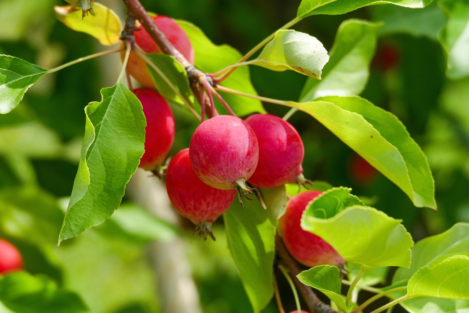 How to plant crab apple trees | Homes and Gardens