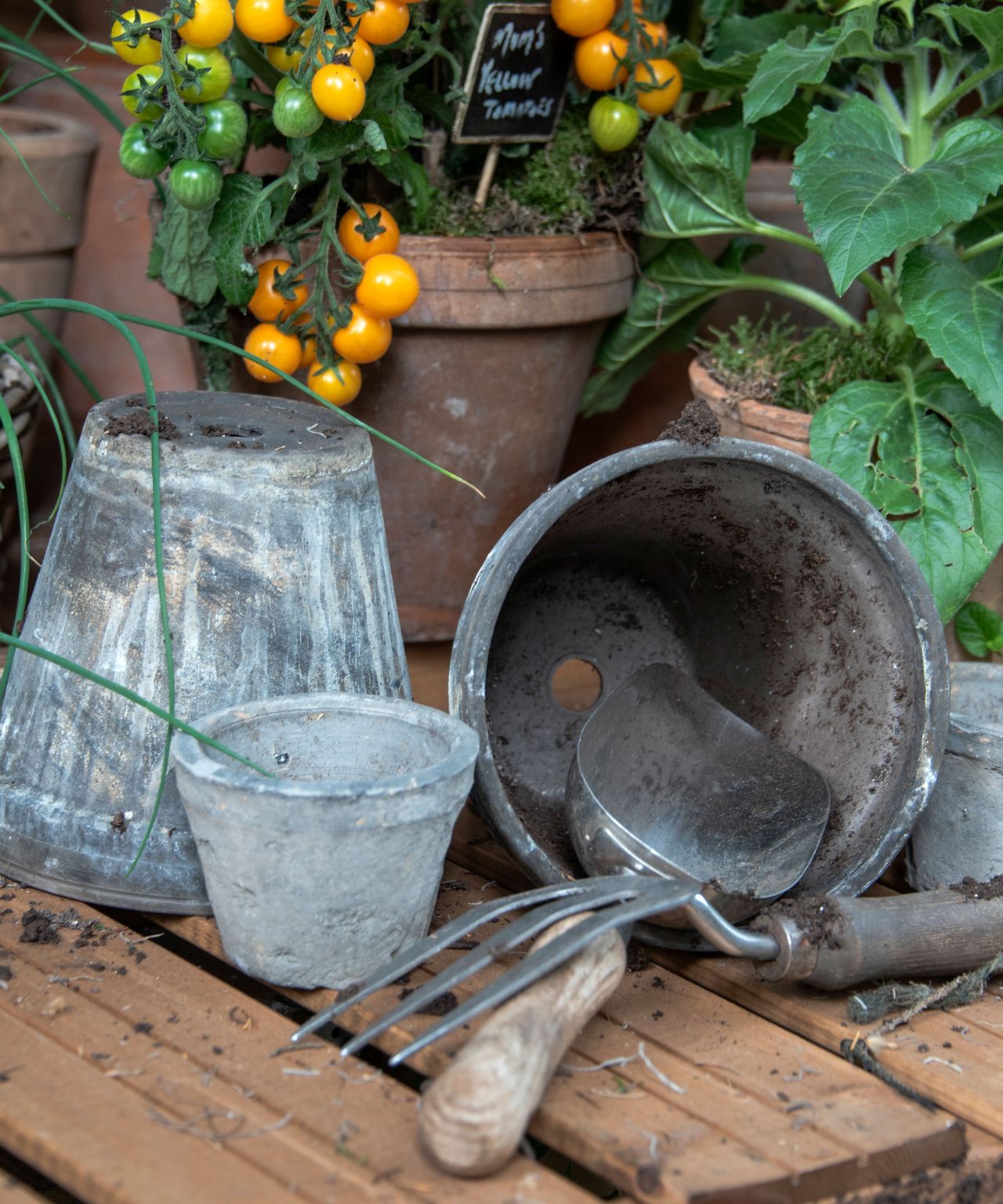 Is It Too Late To Plant Tomatoes