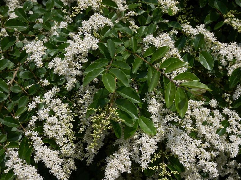 Ligustrum Plants In The Landscape - Tips For Planting Ligustrum Shrubs ...