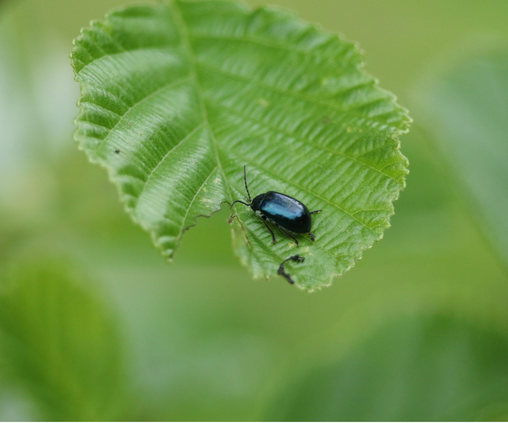How to get rid of alder leaf beetles: 3 expert methods | Homes and Gardens