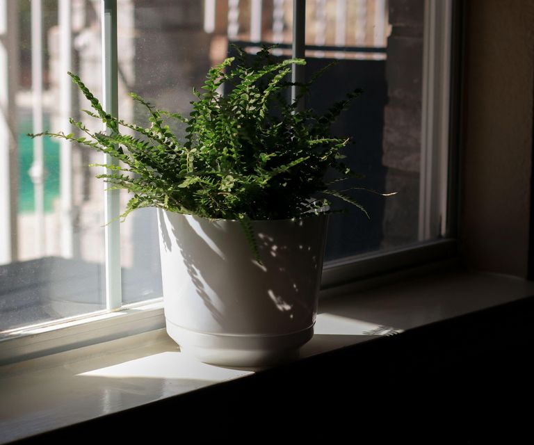 Best small indoor plants: 6 compact houseplants | Homes and Gardens