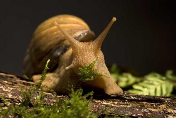 Alien Invaders: Destructive Invasive Species | Live Science