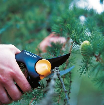 Pruning shrubs: get it right with our top pruning tips | Gardeningetc