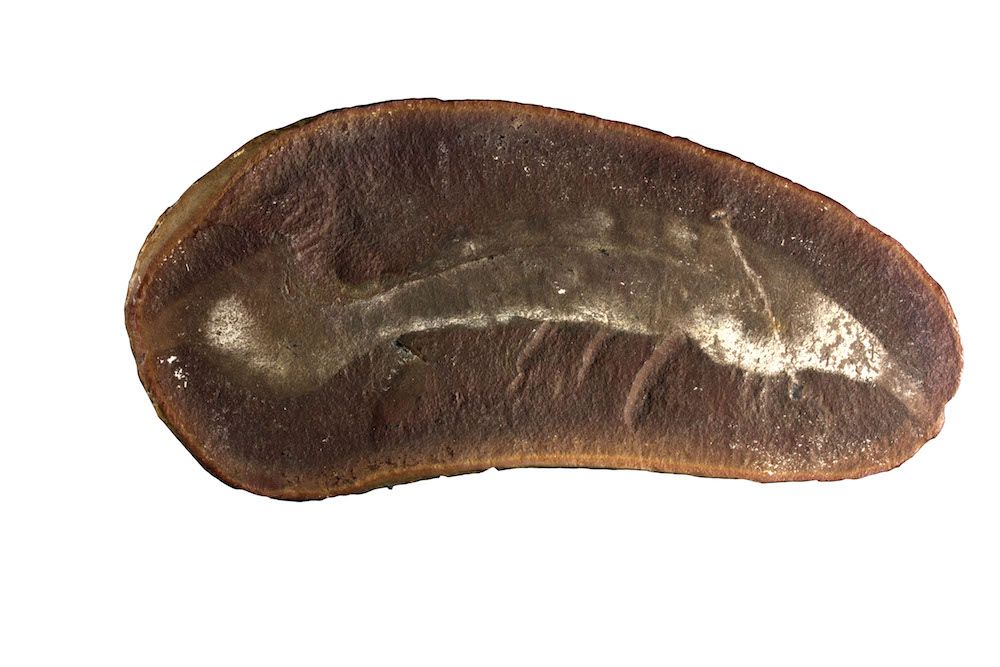 Photos: Ancient Tully Monster's Identity Revealed | Live Science