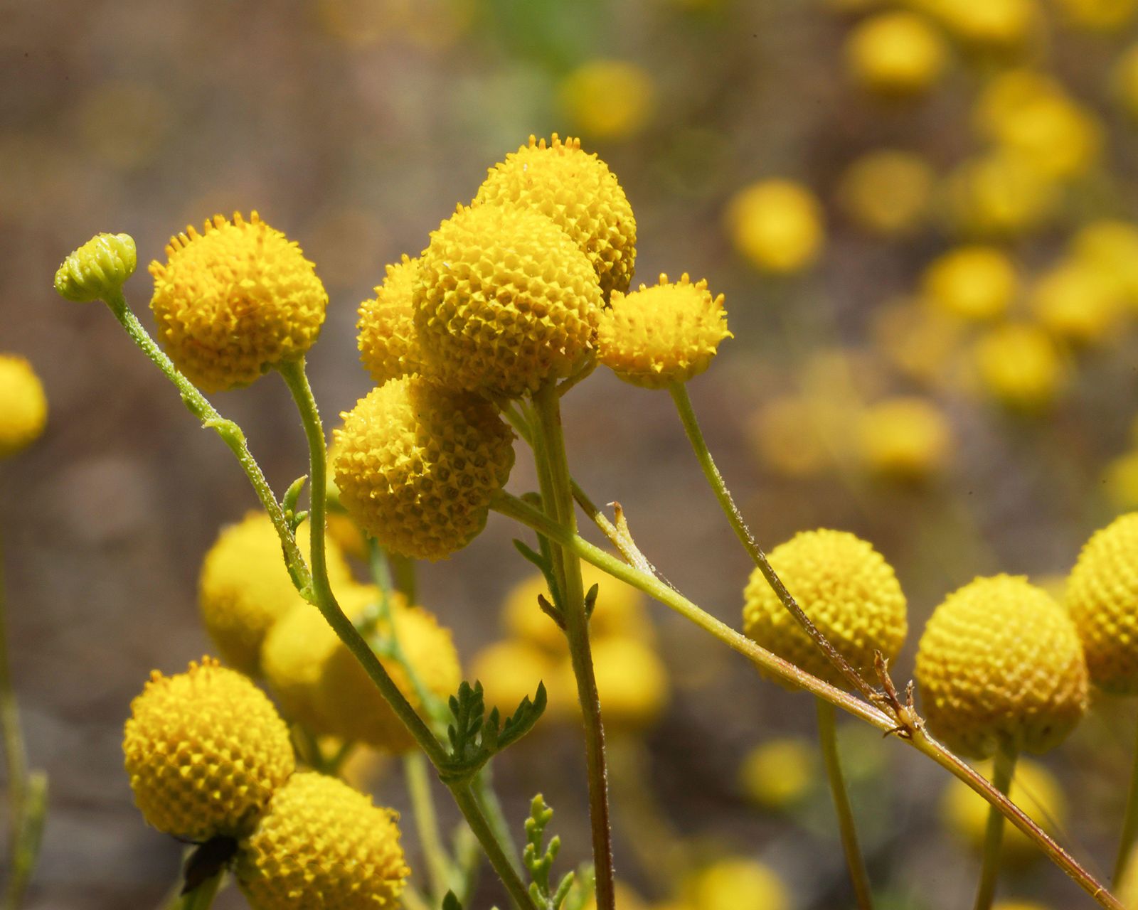 8 Unusual Flowers To Grow In Your Cutting Garden | Gardening Know How