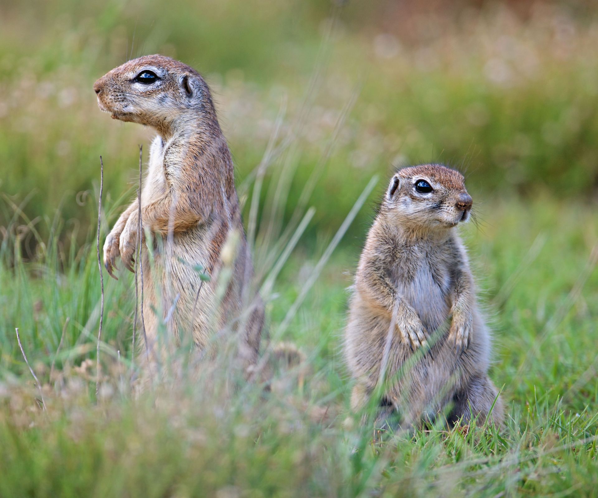 How to get rid of ground squirrels and prevent damage | Homes and Gardens