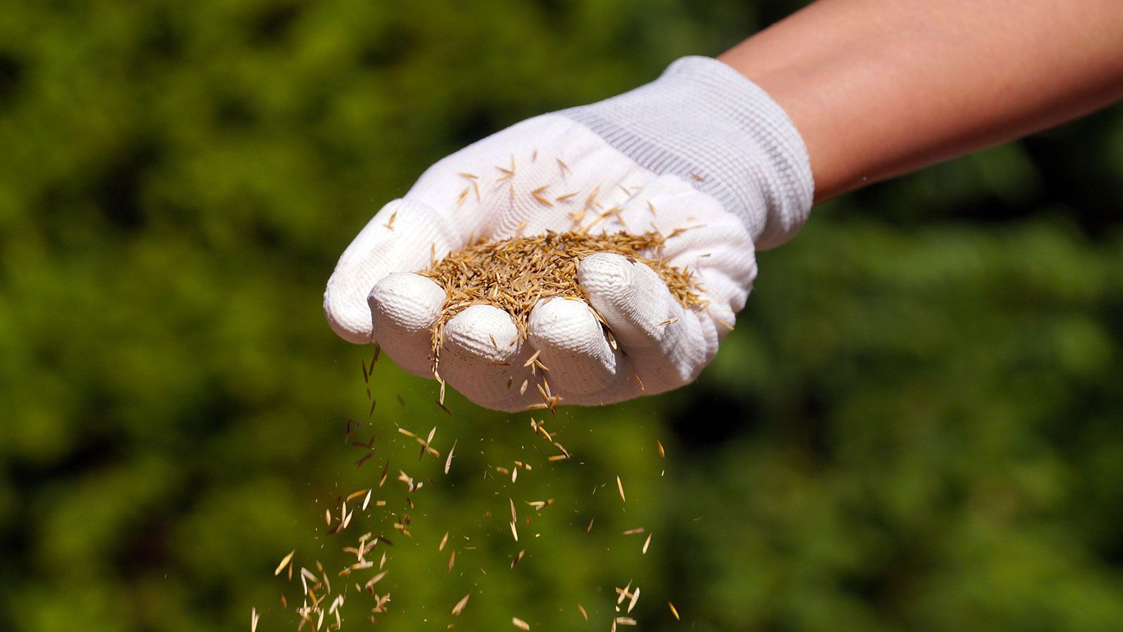 How to overseed a lawn: a guide to repairing damaged grass