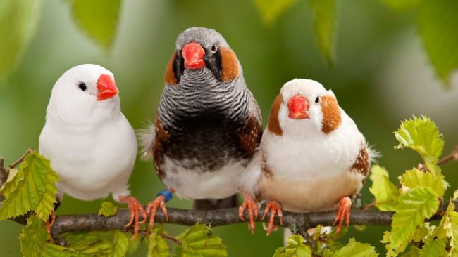 20 best pet birds for beginners | PetsRadar