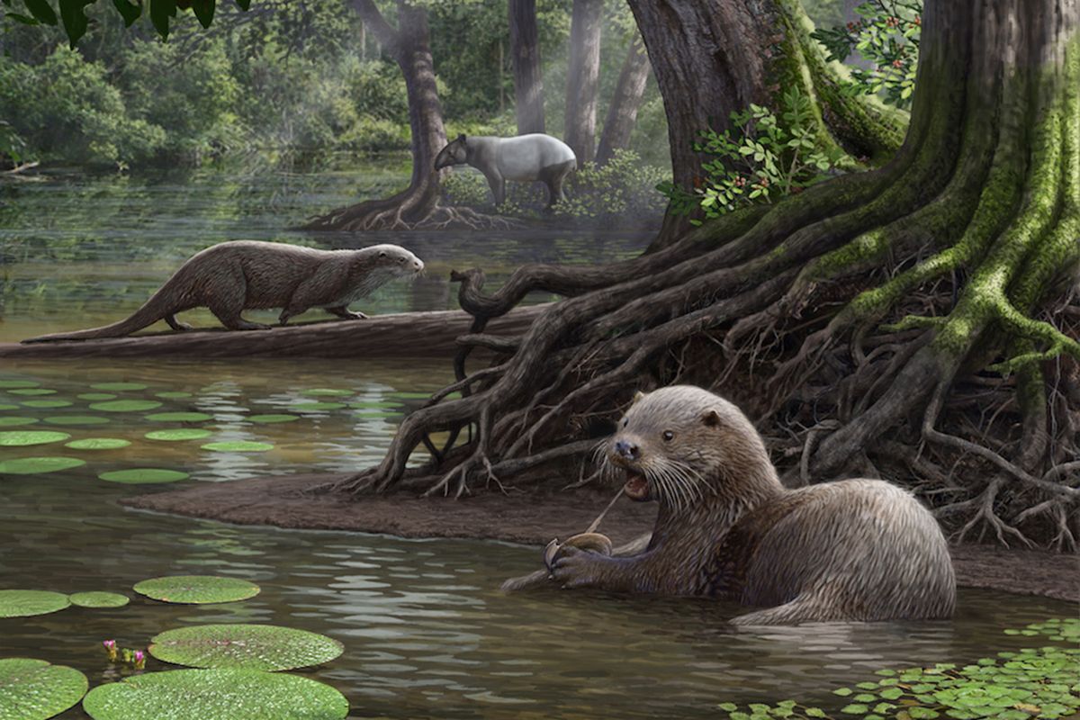 Photos: These animals used to be giants | Live Science