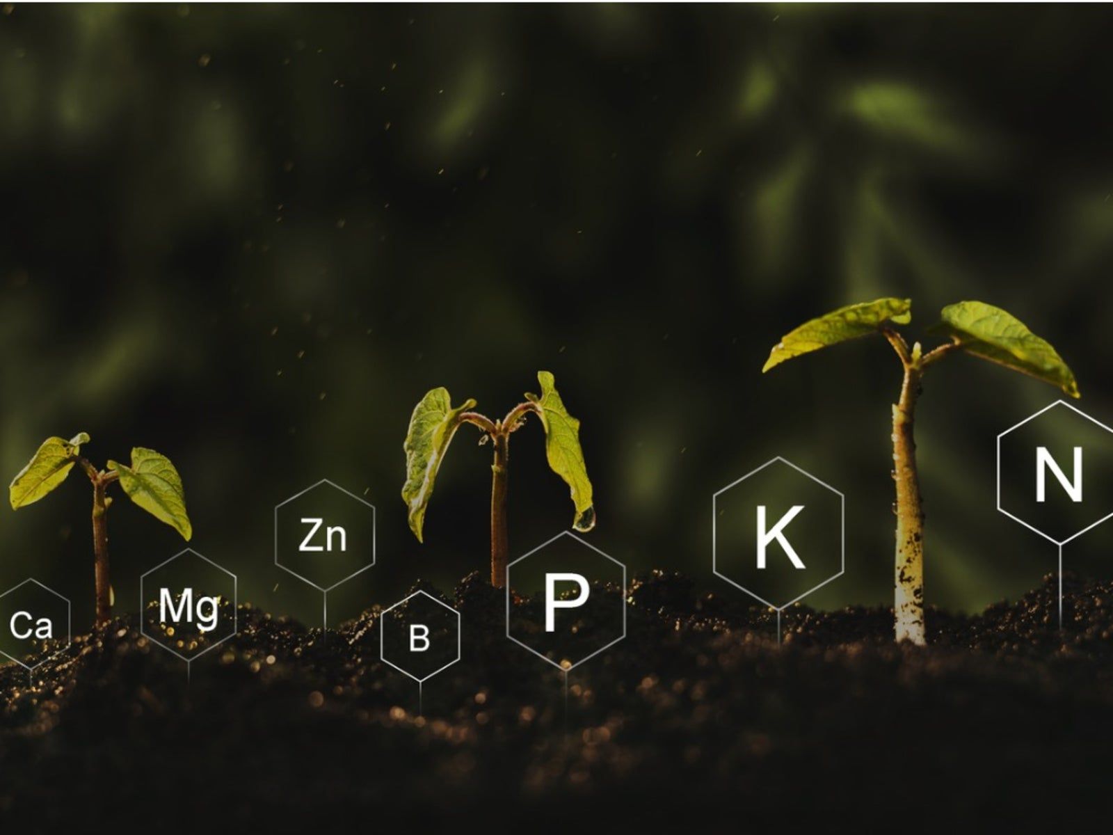 Too Much Nitrogen In Soil: Tips For Lowering Soil Nitrogen Content ...