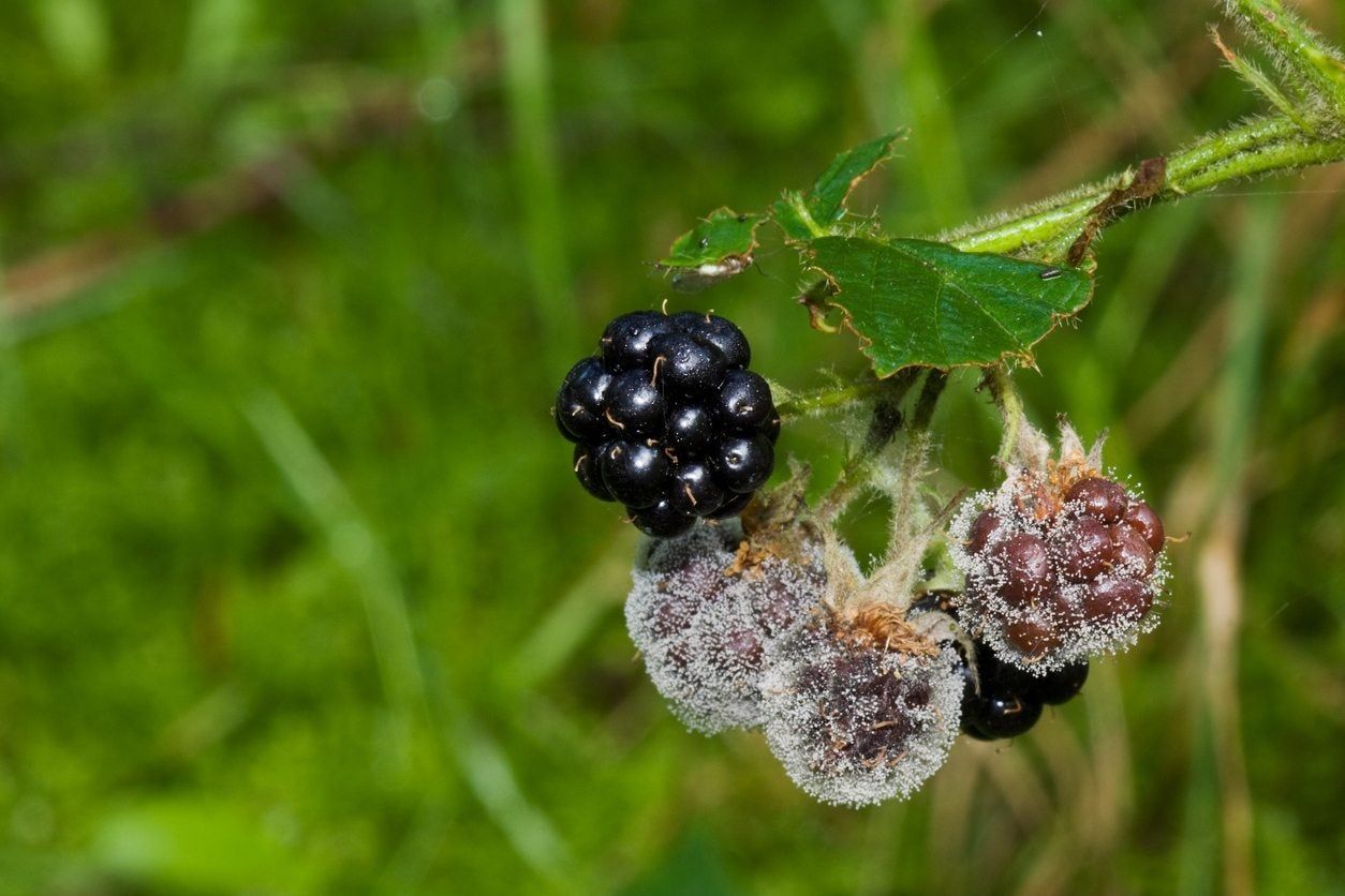 Why Are My Blackberries Rotting - Common Blackberry Fruit Rot Causes ...