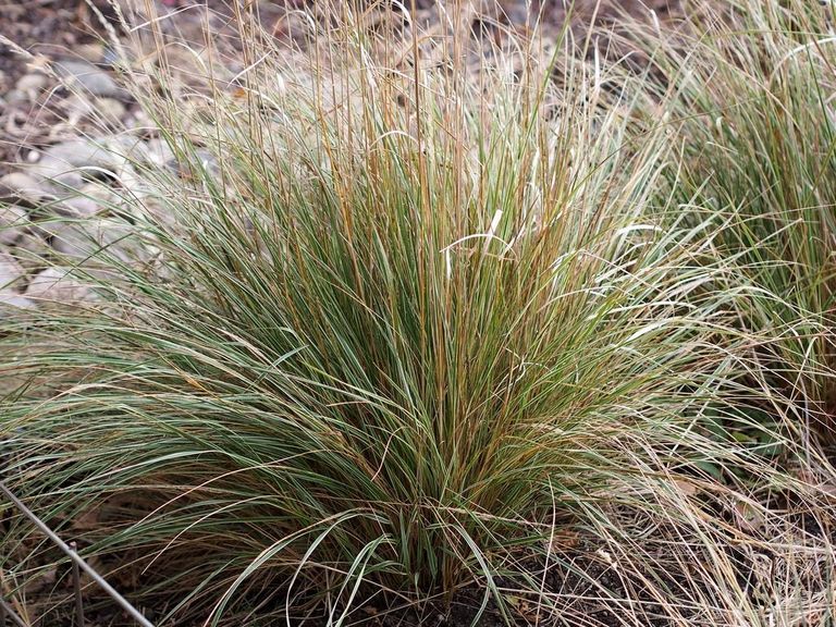 What Is Overdam Feather Reed Grass - Growing Feather Reed Grass Overdam ...