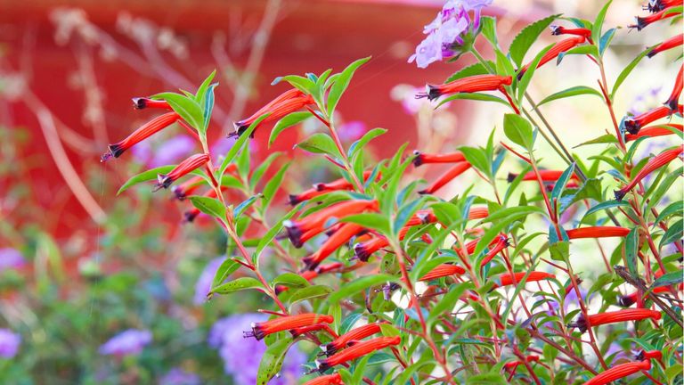 Top 10 Plants That Can Add Fireworks In The Garden | Gardening Know How