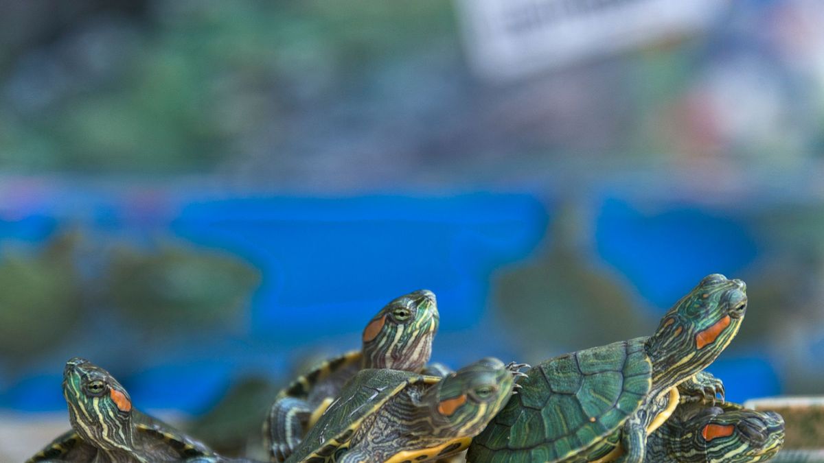 32 tips for taking care of pet turtles | PetsRadar