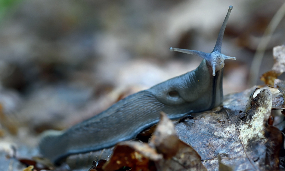Mind your step: The world's biggest slugs are alive, well and thriving ...
