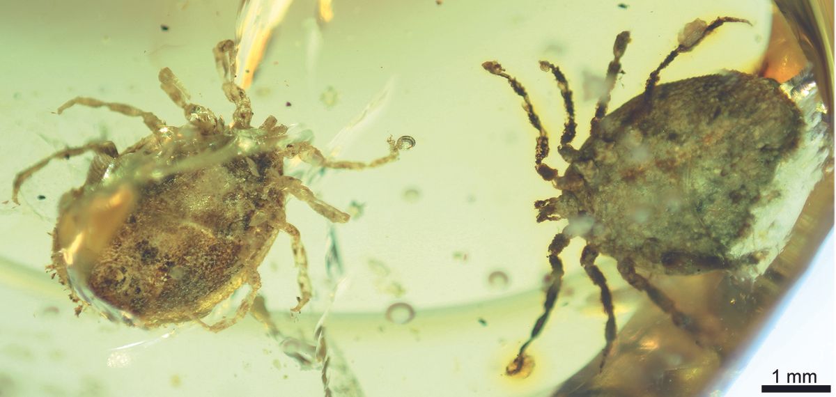 Feather-Gripping Tick Trapped in Amber Dined on Dinos | Live Science