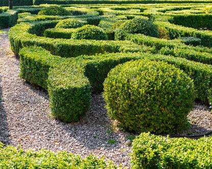 Martha Stewart's 'living maze' is the 2024 garden trend of the moment ...