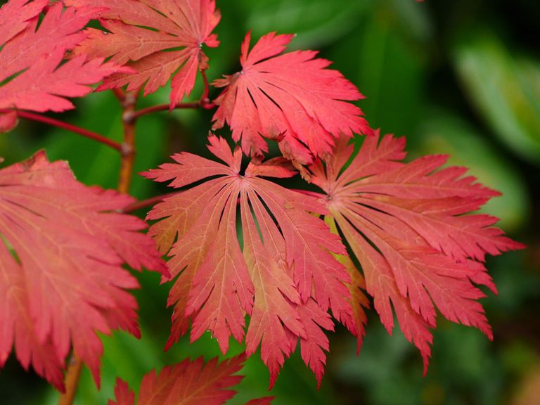 Which maple trees have the best color in fall? | Livingetc