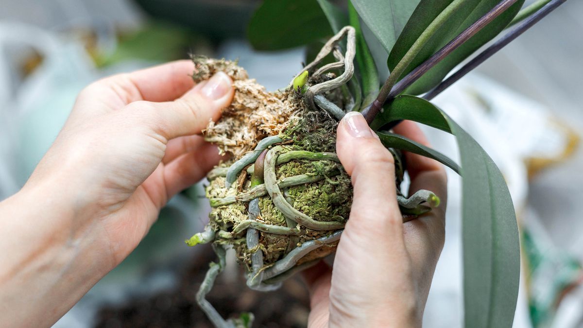 How to get an orchid to rebloom in 6 easy steps | Tom's Guide