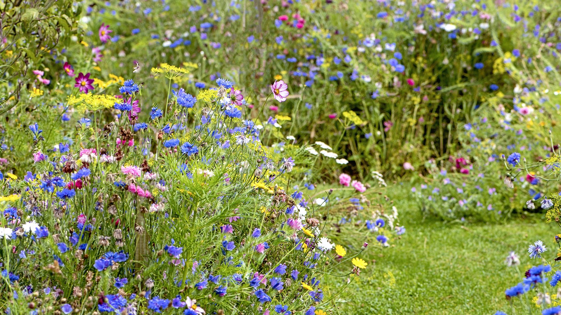 Rewilding: how to rewild your garden in 10 easy steps | Gardeningetc